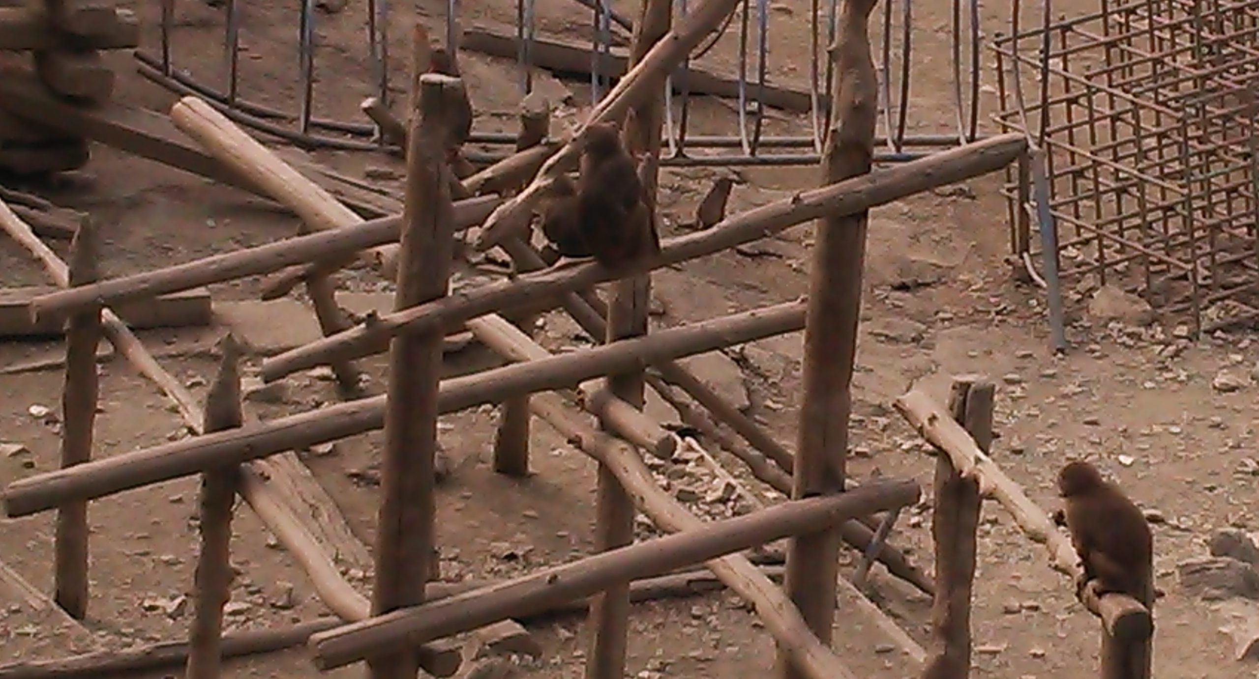 DSC_0164 | お散歩パンダ.com